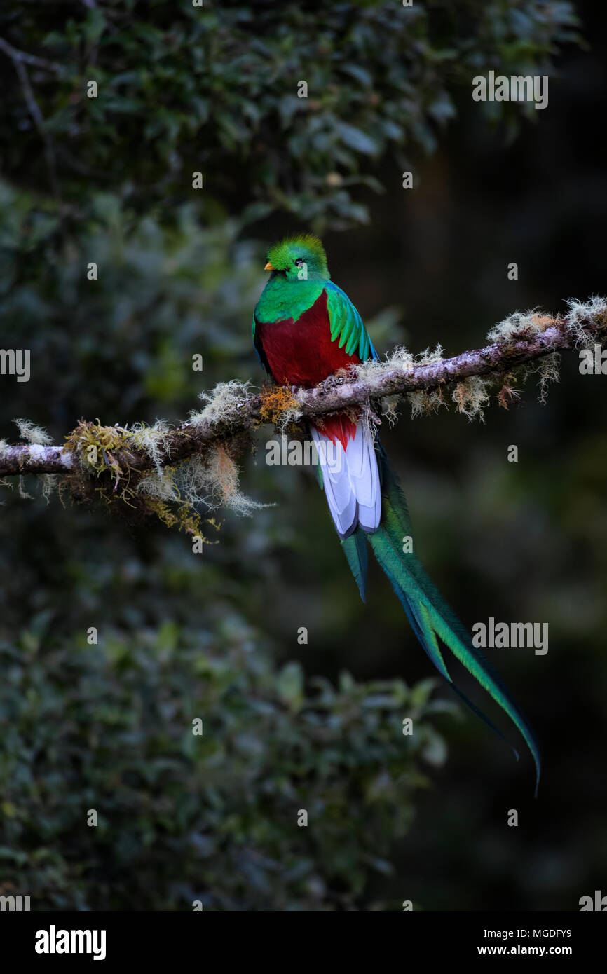 Quetzal Warrior Quetzal Bird Mexico Hi Res Stock Photography And