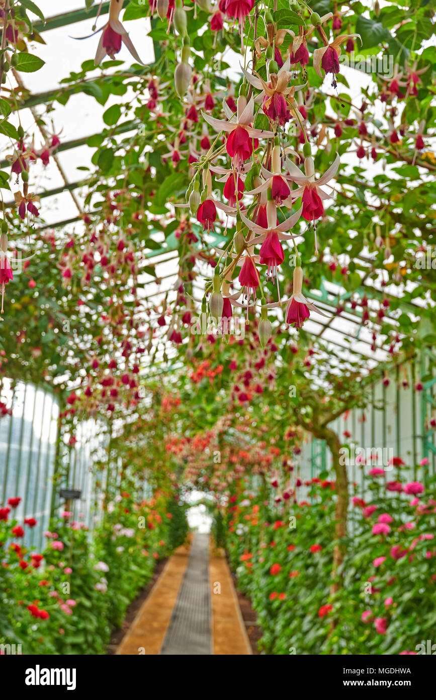 BRUSSELS, BELGIUM, APRIL 26, 2018: The Royal Greenhouses of Laeken. A ...
