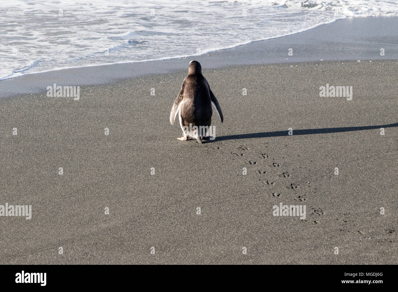 Penguin footprints hi-res stock photography and images - Alamy