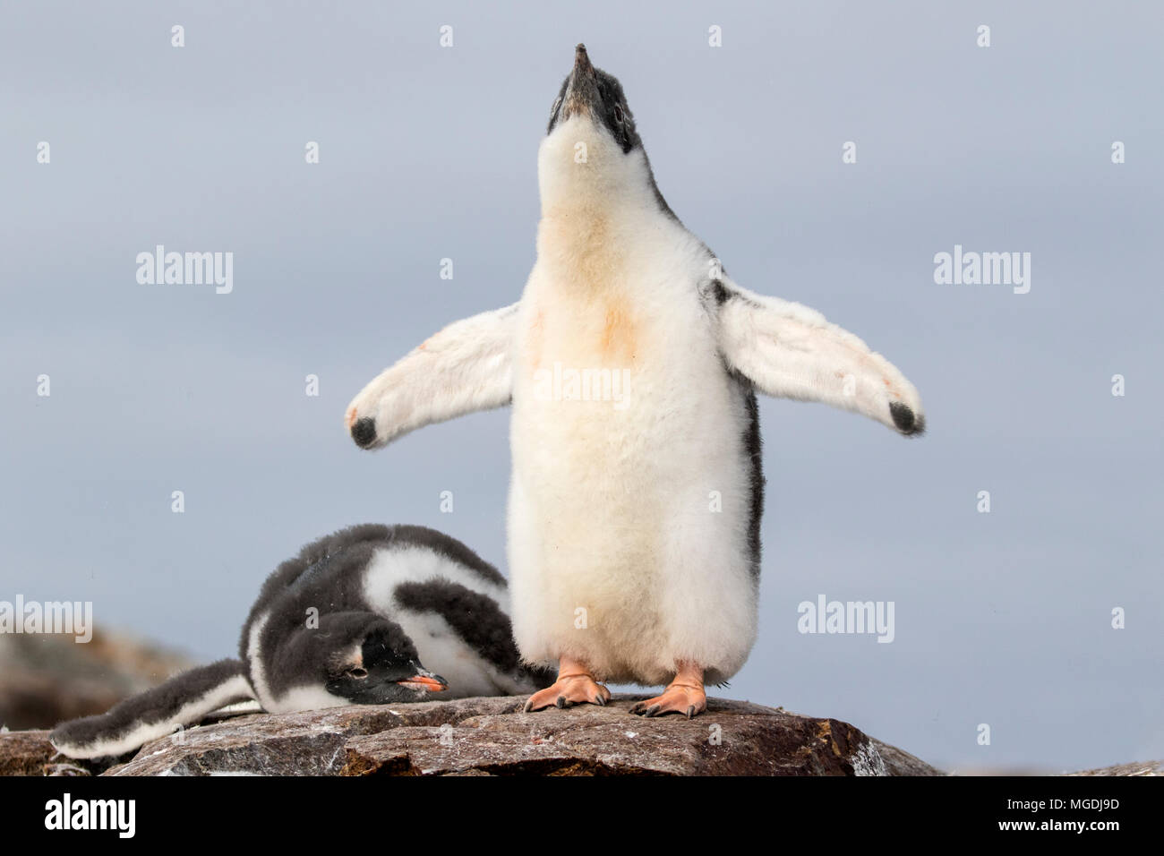 Baby penguins creche hi-res stock photography and images - Alamy