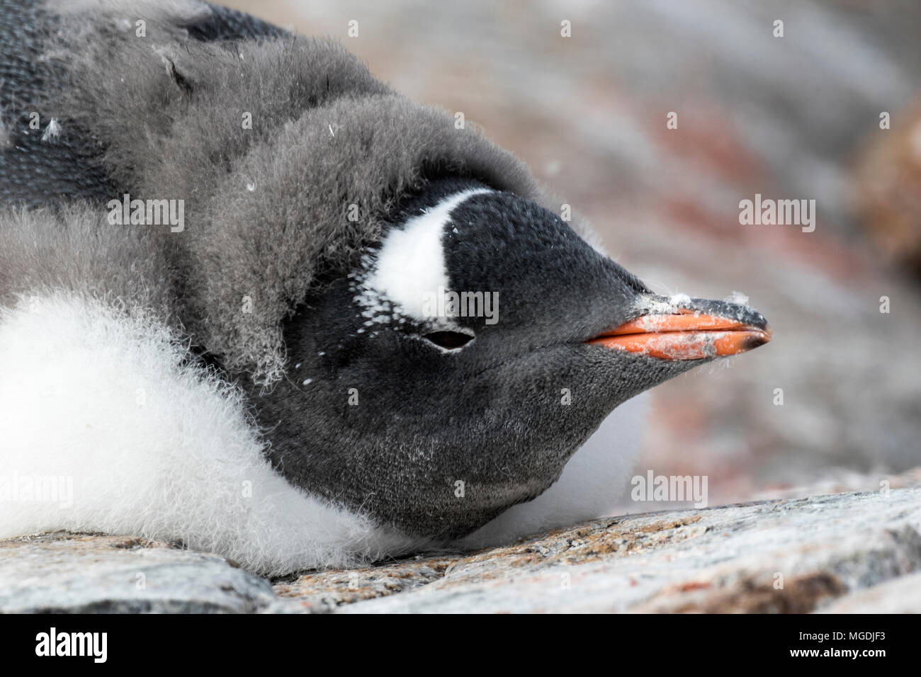 Baby penguins creche hi-res stock photography and images - Alamy