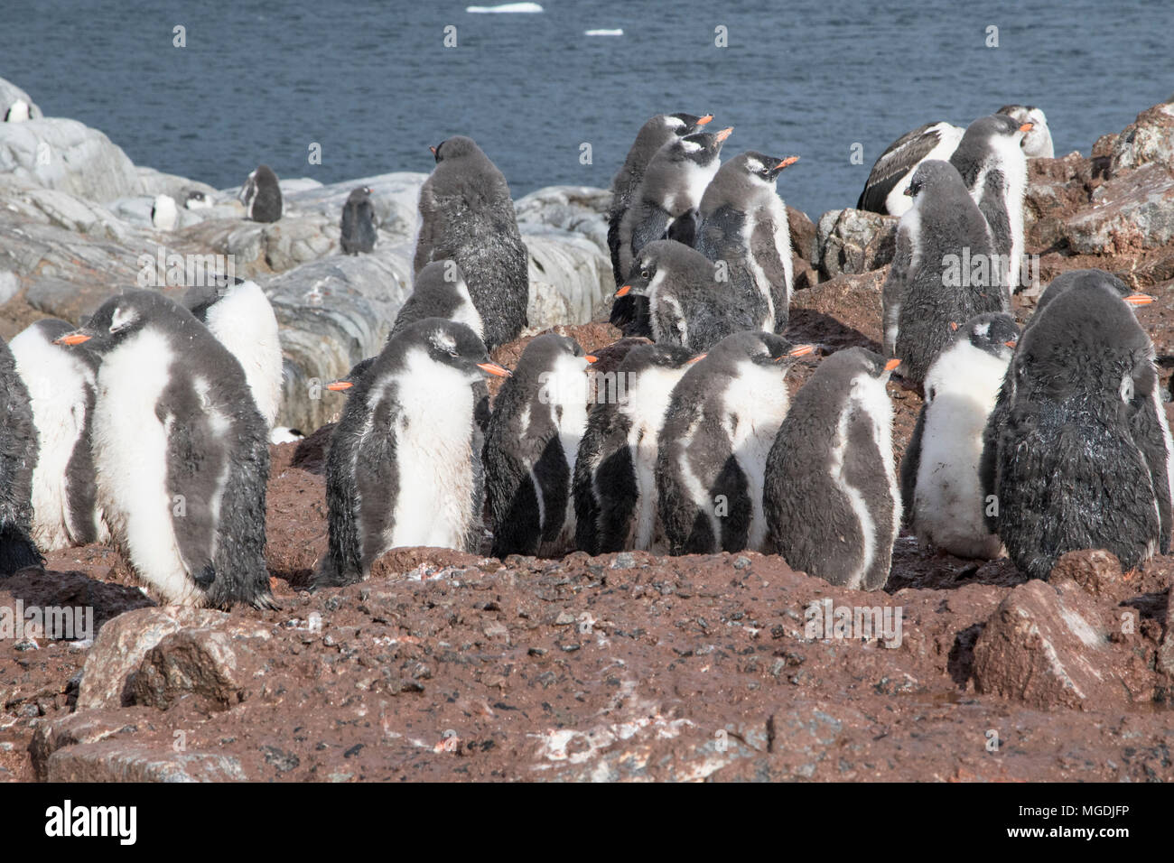 Baby penguins creche hi-res stock photography and images - Alamy