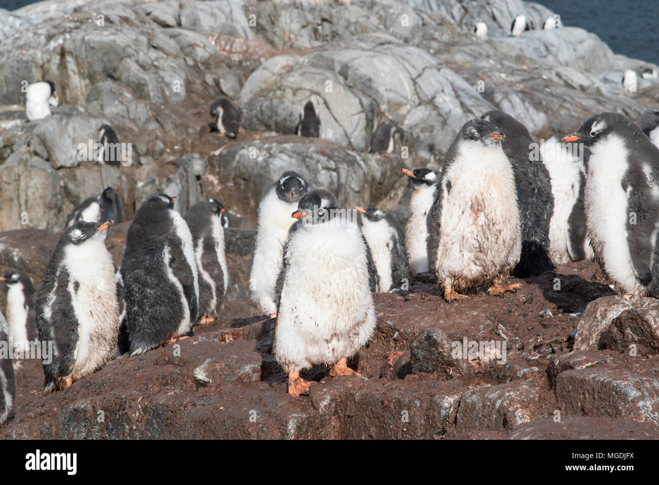 Baby penguins creche hi-res stock photography and images - Alamy
