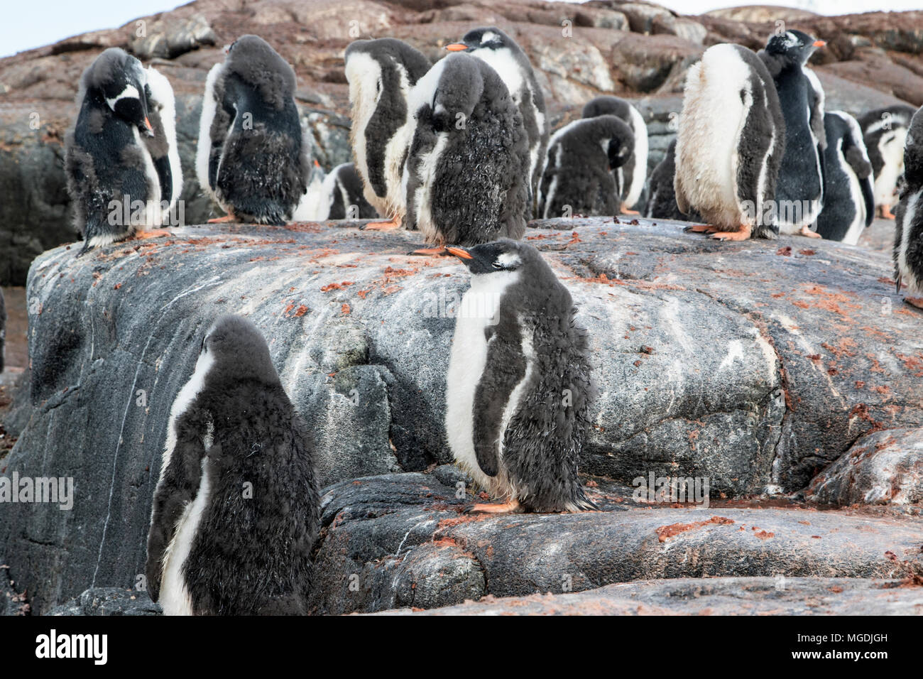 Baby penguins creche hi-res stock photography and images - Alamy