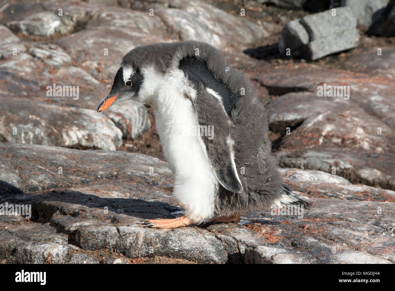 Baby penguins creche hi-res stock photography and images - Alamy