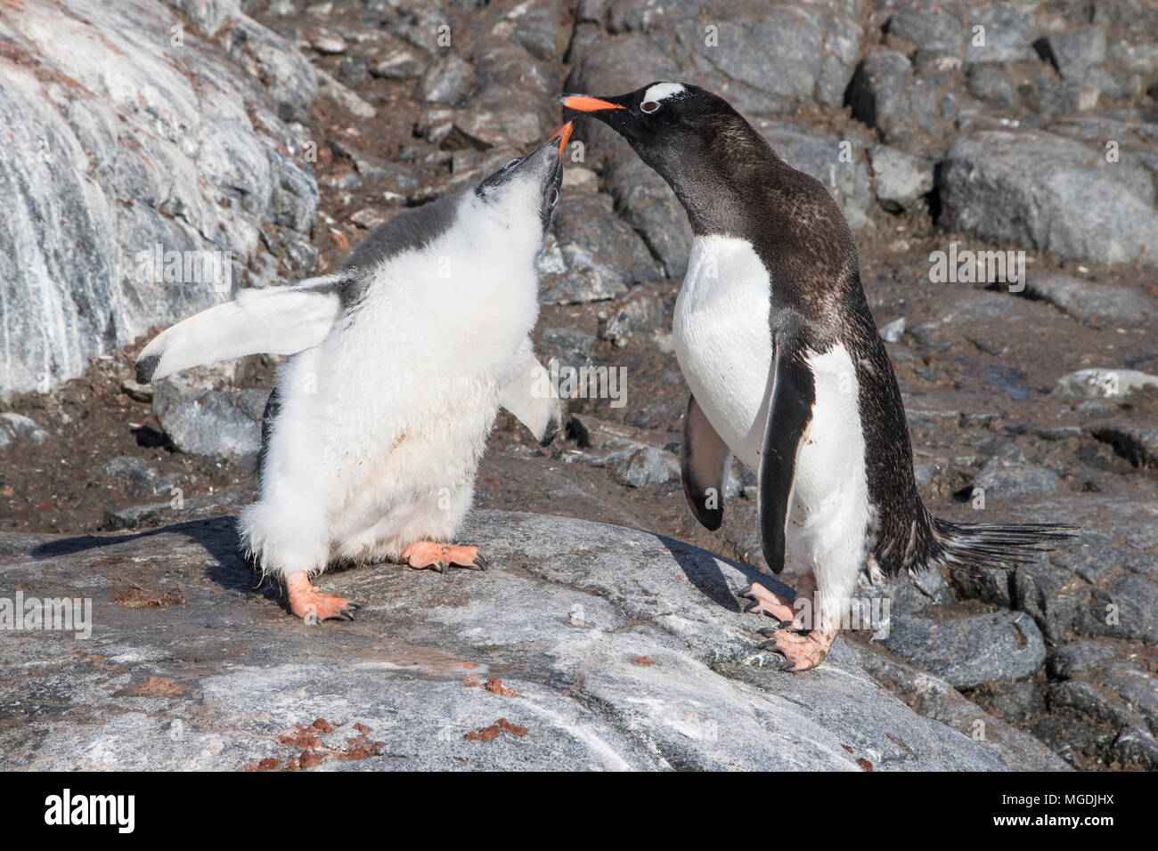 Baby penguins creche hi-res stock photography and images - Alamy
