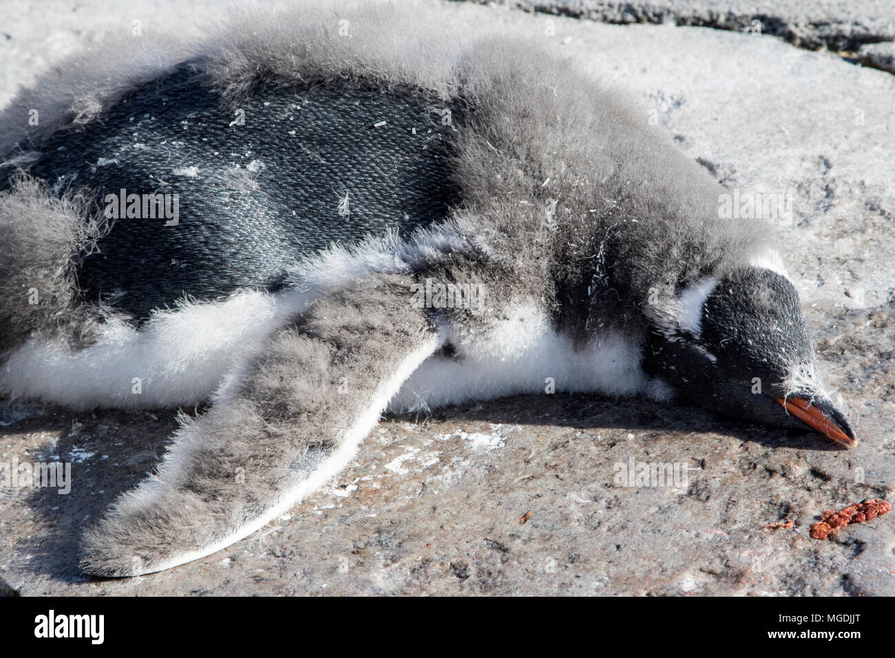 Baby penguins creche hi-res stock photography and images - Alamy