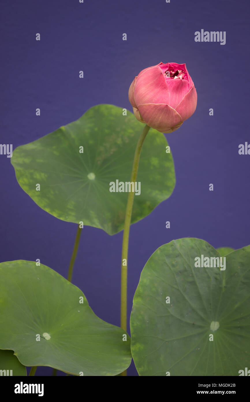 Single pink lotus flower hi-res stock photography and images - Alamy