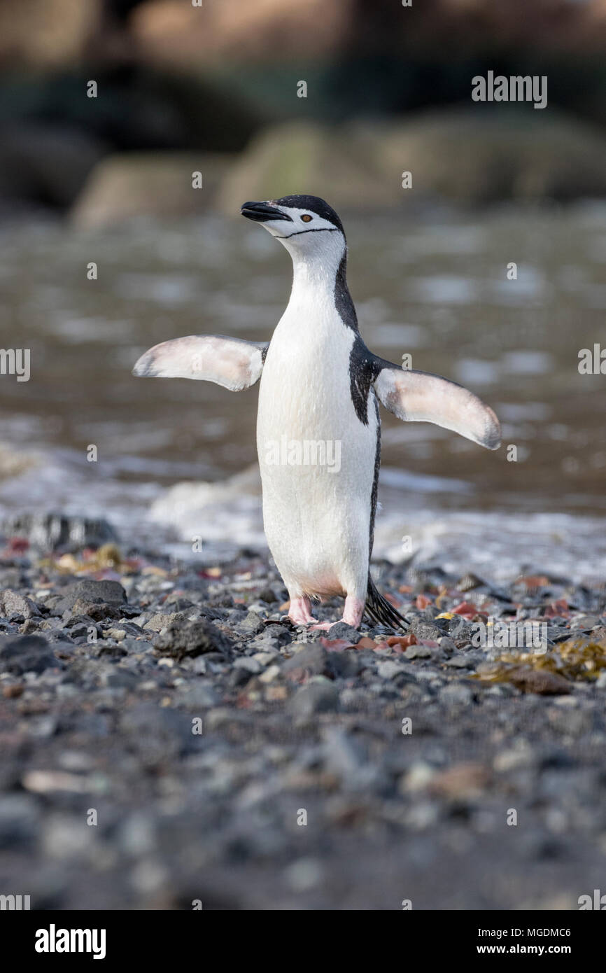 chinstrap penguin Pygoscelis antarcticus adult preening on beach near ...