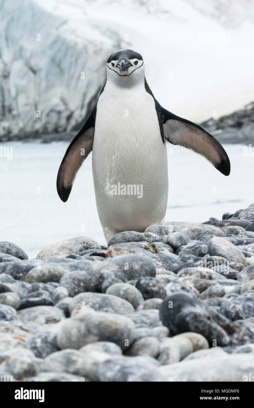 chinstrap penguin Pygoscelis antarcticus adult standing in breeding ...