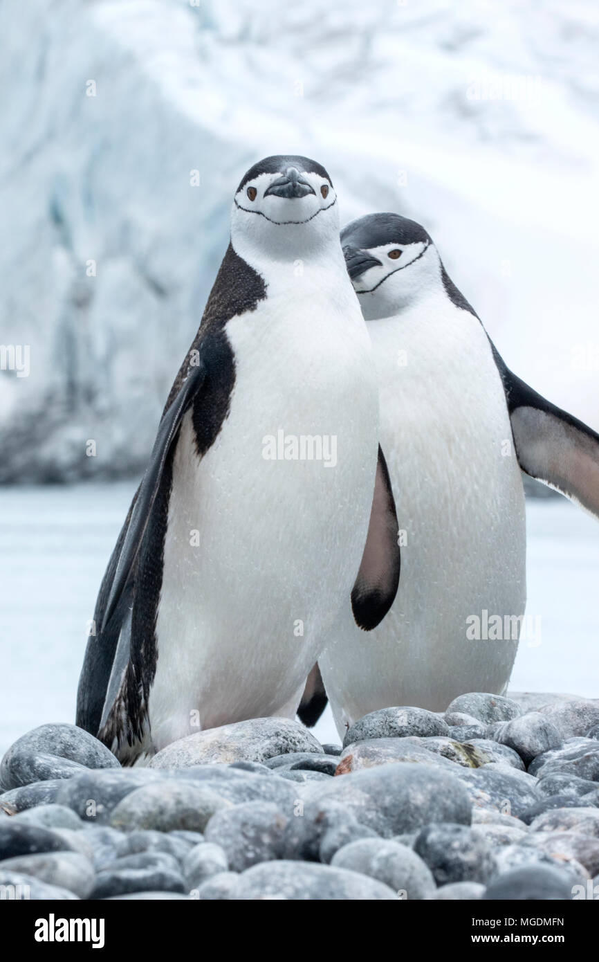 chinstrap penguin Pygoscelis antarcticus adult standing in breeding ...