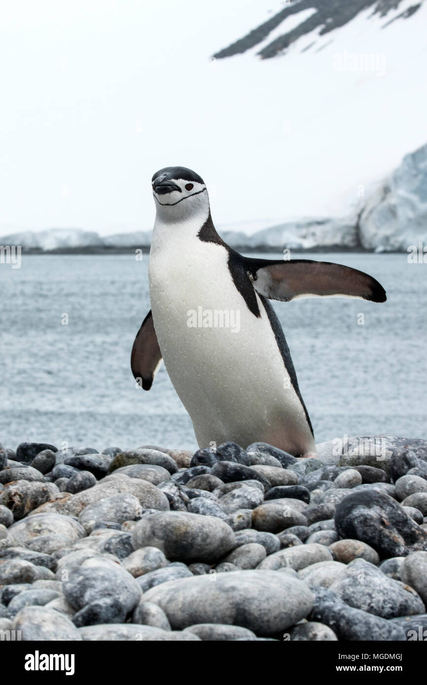chinstrap penguin Pygoscelis antarcticus adult walking in breeding ...