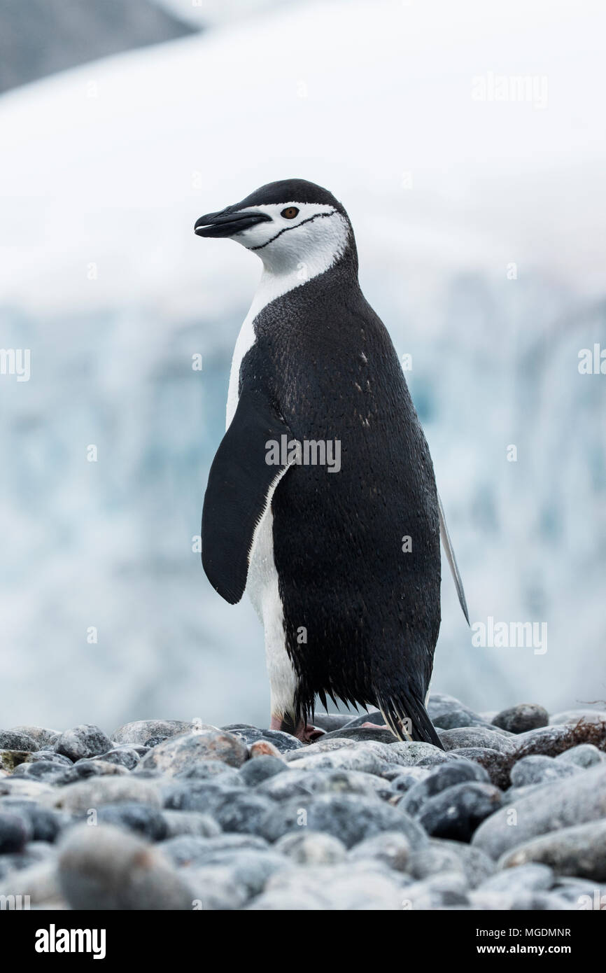 chinstrap penguin Pygoscelis antarcticus adult standing in breeding ...
