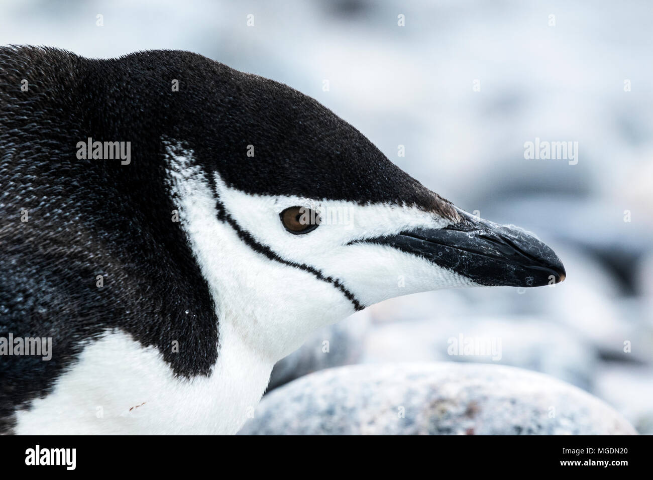 chinstrap penguin Pygoscelis antarcticus adult lying down on pebbles in ...