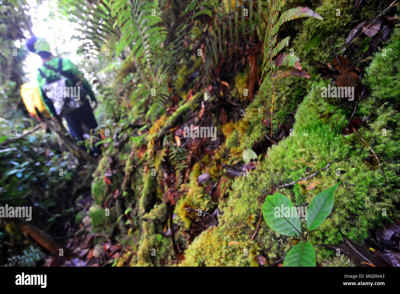 The Meratus Mountains, South Borneo, Indonesia Stock Photo - Alamy