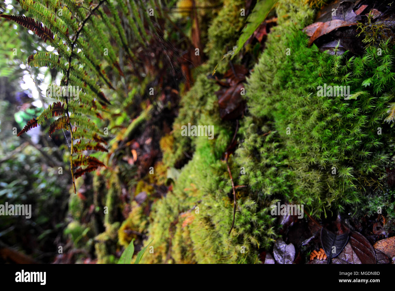 The Meratus Mountains, South Borneo, Indonesia Stock Photo - Alamy