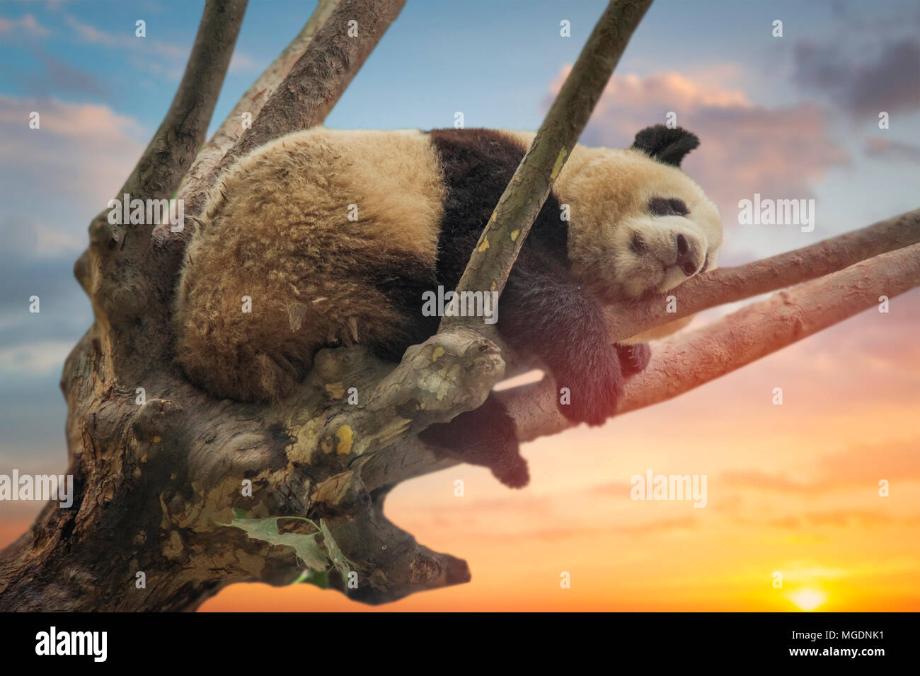 Baby panda resting hi-res stock photography and images - Alamy