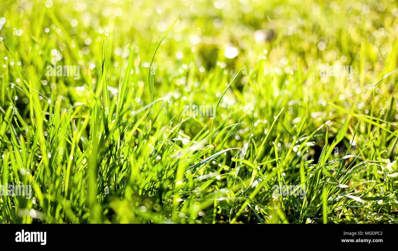 Spring nature background with green grass Stock Photo - Alamy