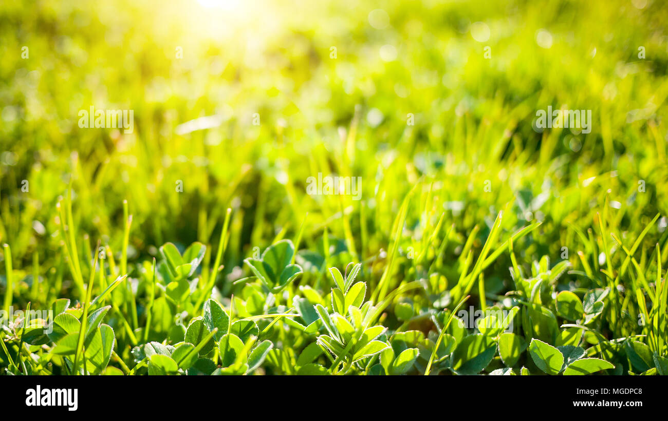 Spring nature background with green grass field Stock Photo - Alamy