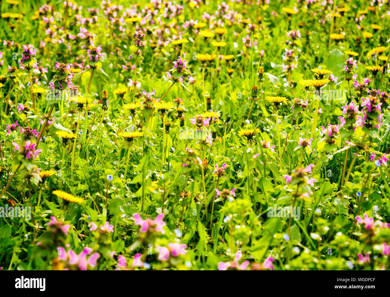 Nature background with green grass and flowers Stock Photo - Alamy