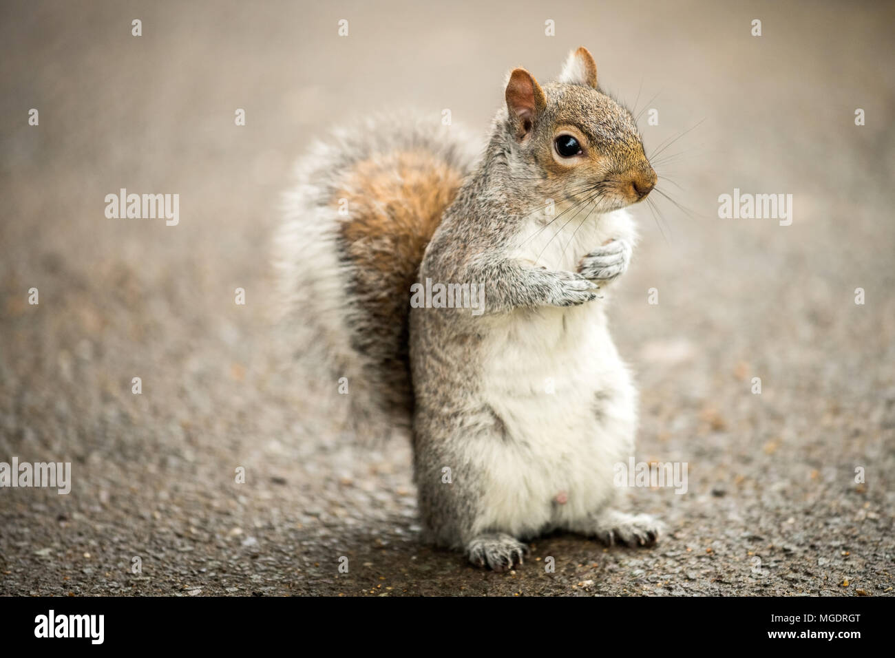 Squirrel stand on the path Stock Photo - Alamy