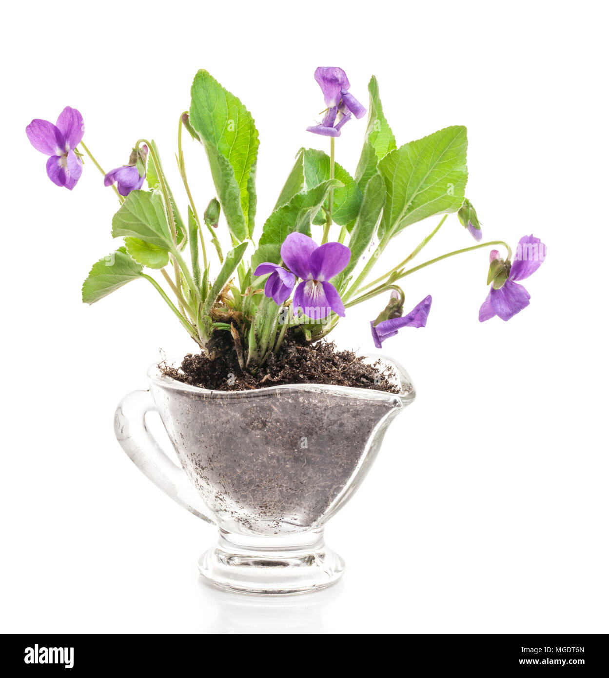 Violet viola odorata leaf in vase hi-res stock photography and images ...