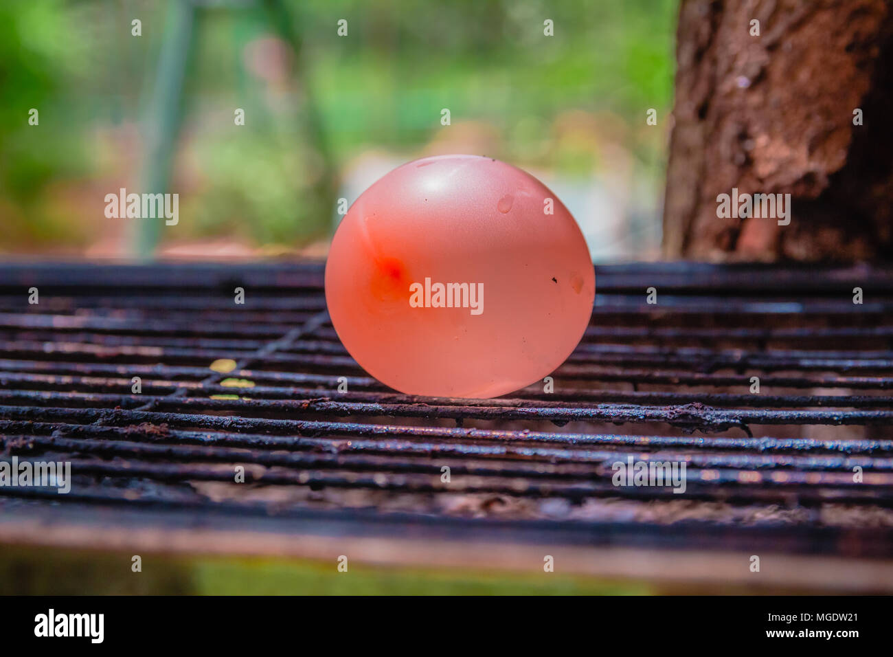 Balloon filled with water placed on a hot grill. An experiment that ...