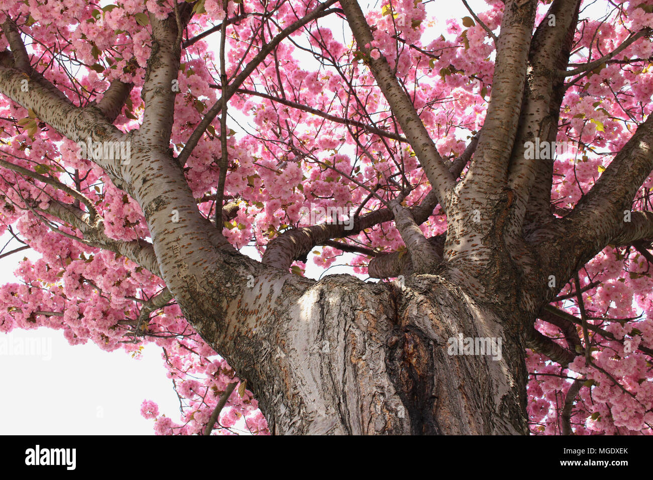Bloomed cherry tree Stock Photo - Alamy