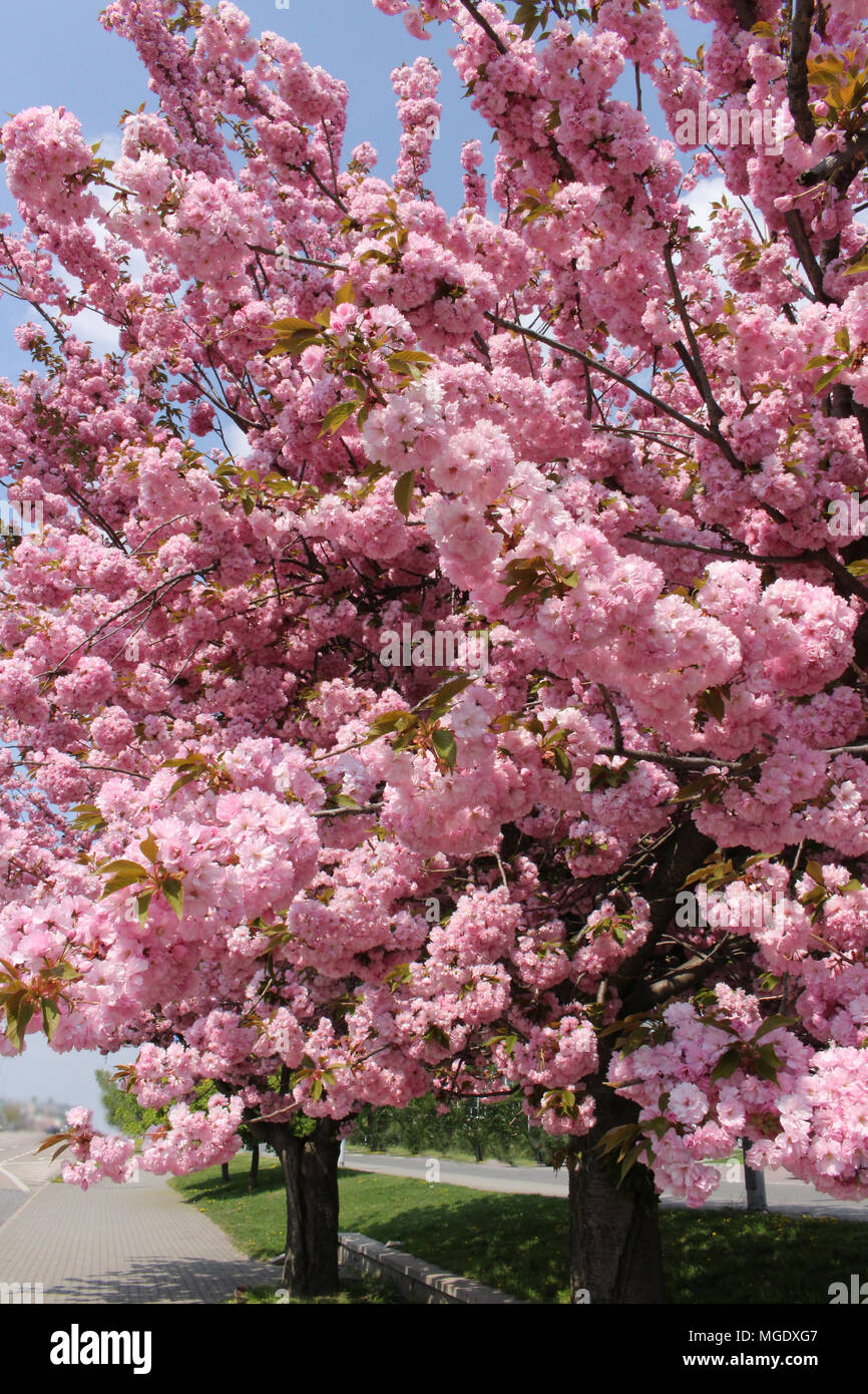 Bloomed cherry tree Stock Photo - Alamy