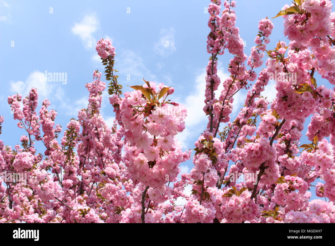 Bloomed cherry tree Stock Photo - Alamy