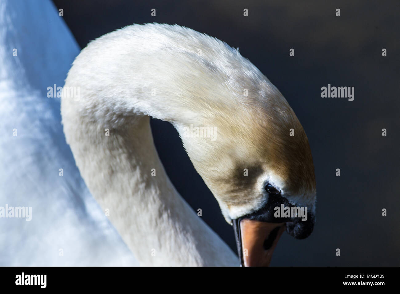 Swan portraits hi-res stock photography and images - Alamy