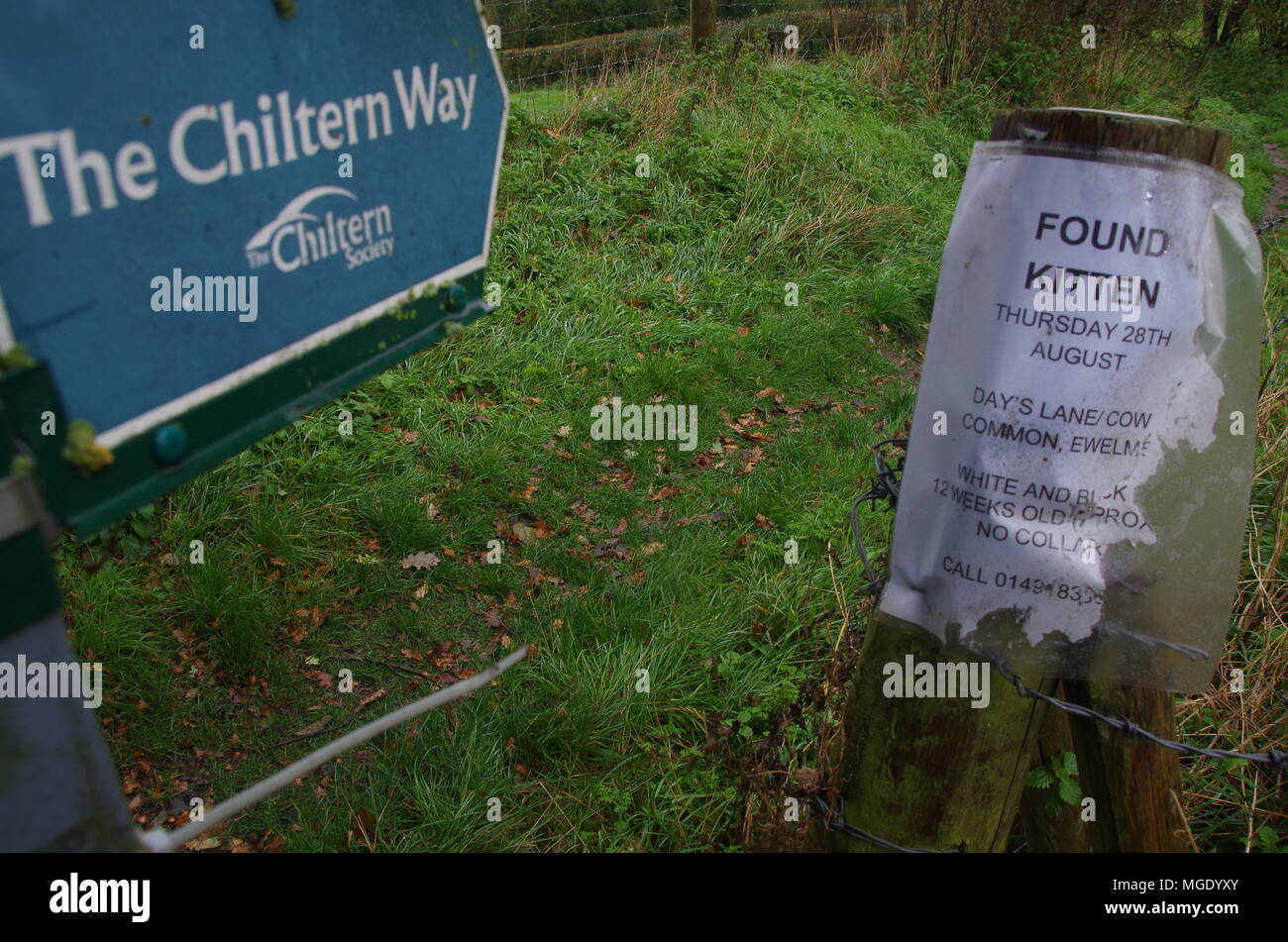 Found kitten on the chiltern way. England. UK Stock Photo - Alamy