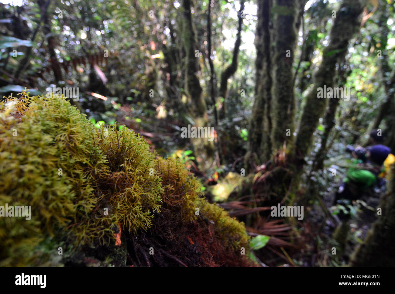 The Meratus Mountains, South Borneo, Indonesia Stock Photo - Alamy