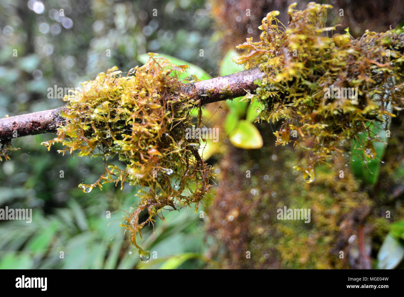The Meratus mountains, South Borneo, Indonesia Stock Photo - Alamy