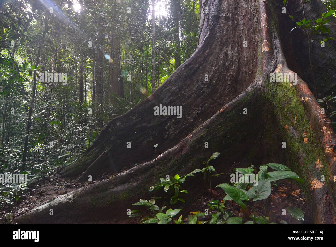 The Meratus mountains, South Borneo, Indonesia Stock Photo - Alamy