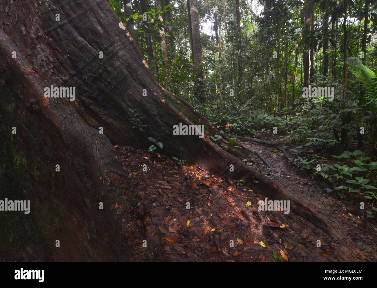 The Meratus mountains, South Borneo, Indonesia Stock Photo - Alamy
