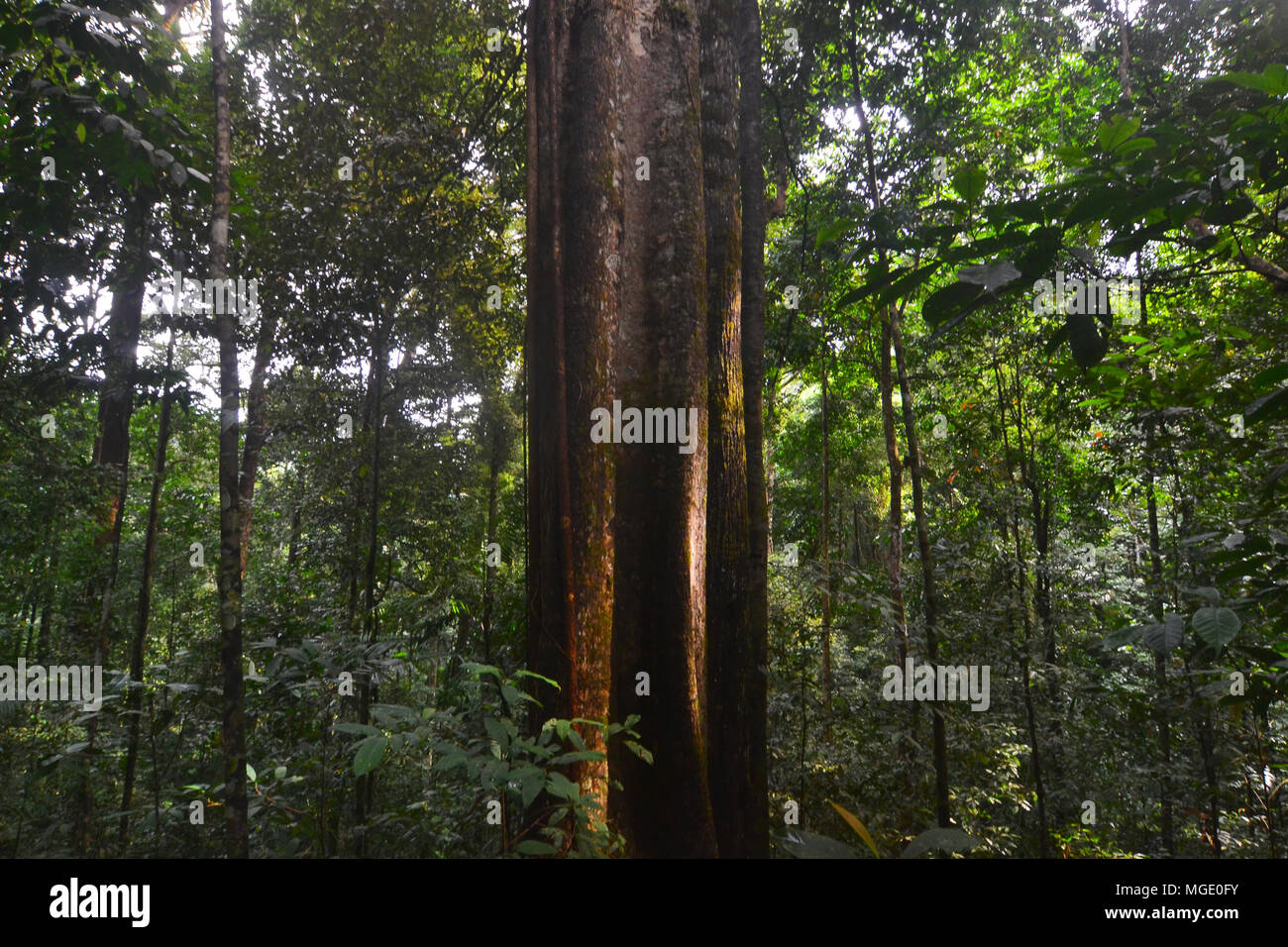 The Meratus mountains, South Borneo, Indonesia Stock Photo - Alamy