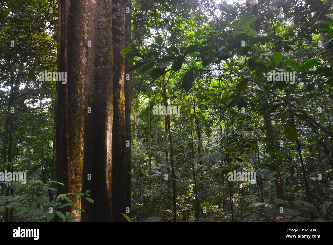 The Meratus mountains, South Borneo, Indonesia Stock Photo - Alamy
