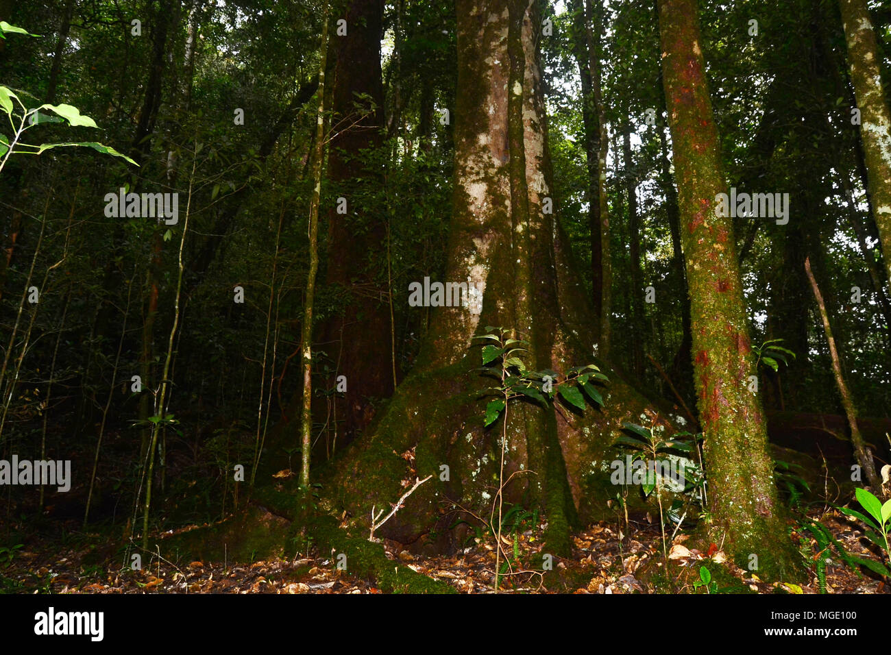 The Meratus mountains, South Borneo, Indonesia Stock Photo - Alamy