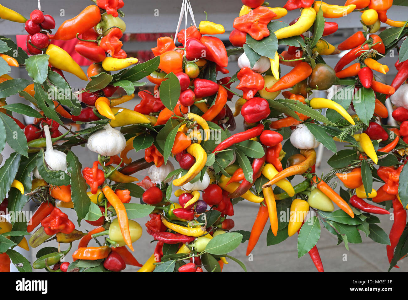Hot Chili Colorful Peppers Hanging at Strings Stock Photo - Alamy