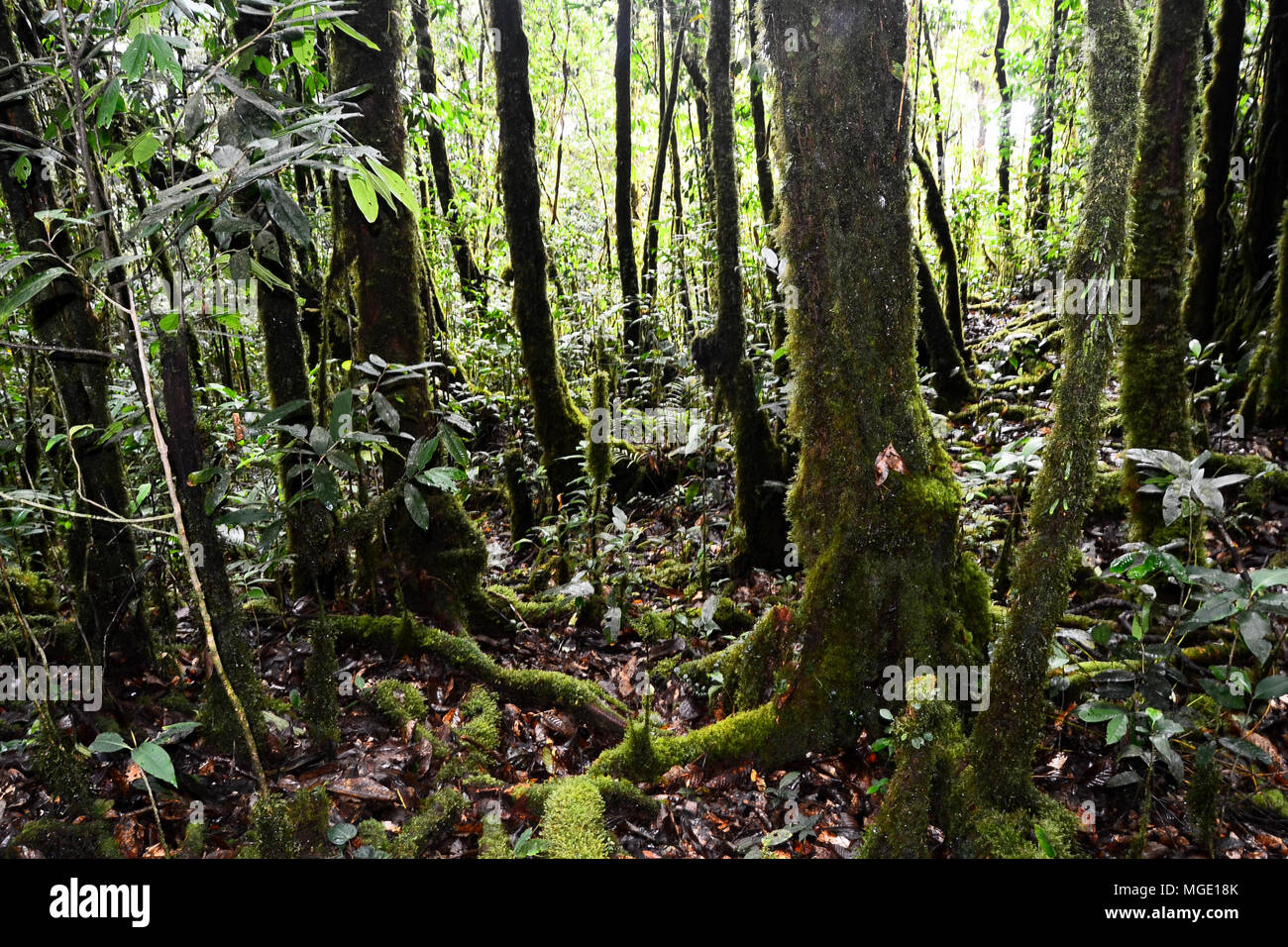 The Meratus mountains, South Borneo, Indonesia Stock Photo - Alamy