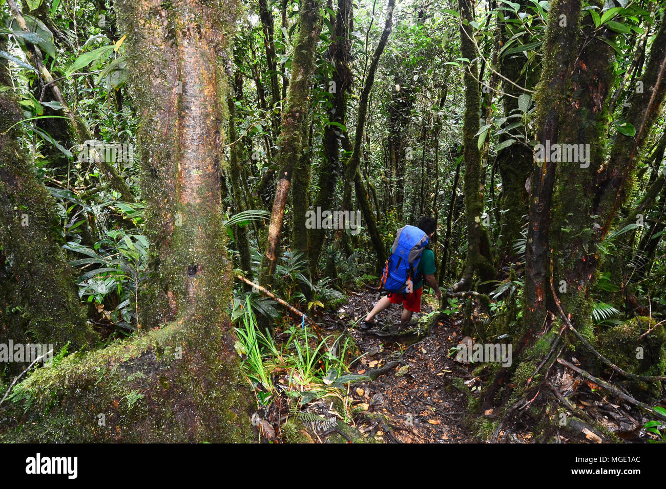 The Meratus mountains, South Borneo, Indonesia Stock Photo - Alamy