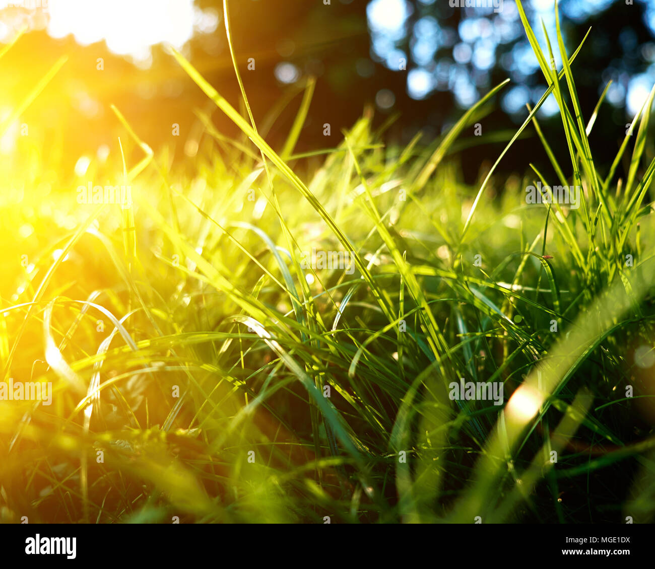 Green grass background, toned bright grass closeup view with sun beams ...