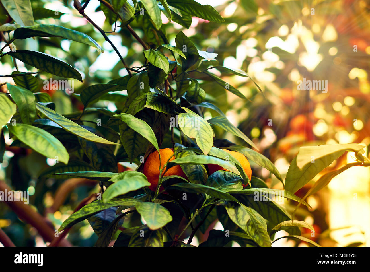 Orange tree branches with some ripe oranges. Sun light beams. Toned ...
