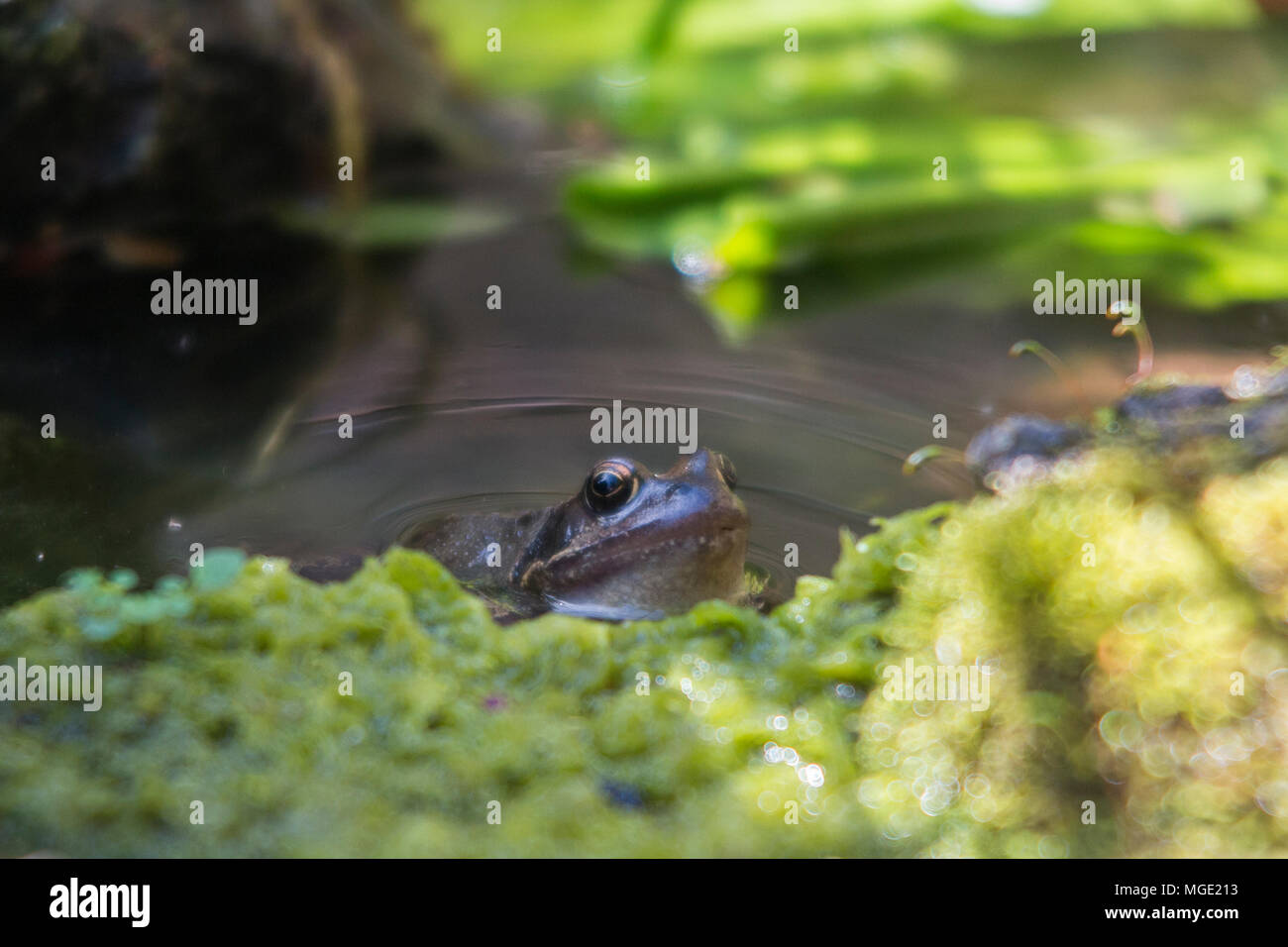 Frog in pond with lily pads hi-res stock photography and images - Alamy