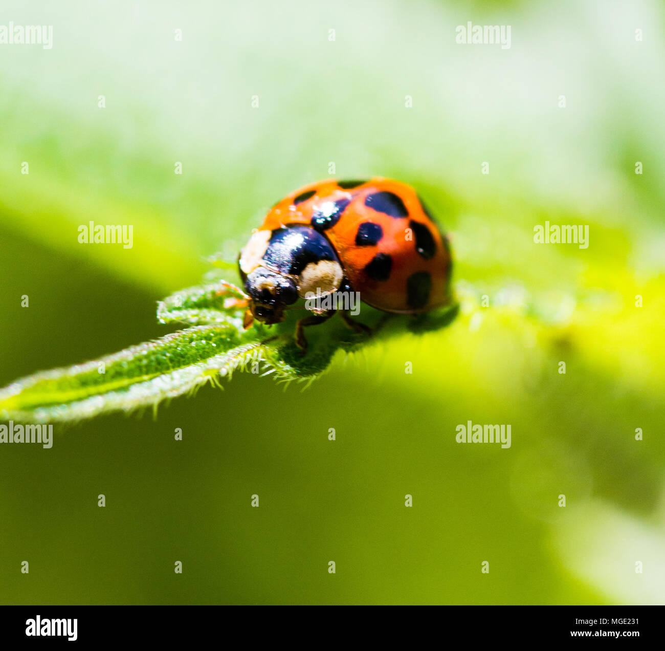 Green hedgerow insects hi-res stock photography and images - Alamy