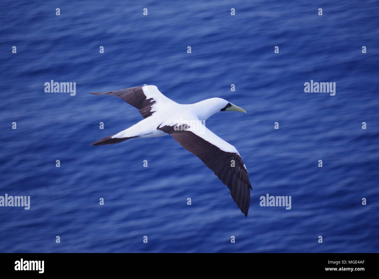 Masked booby diving hi-res stock photography and images - Alamy