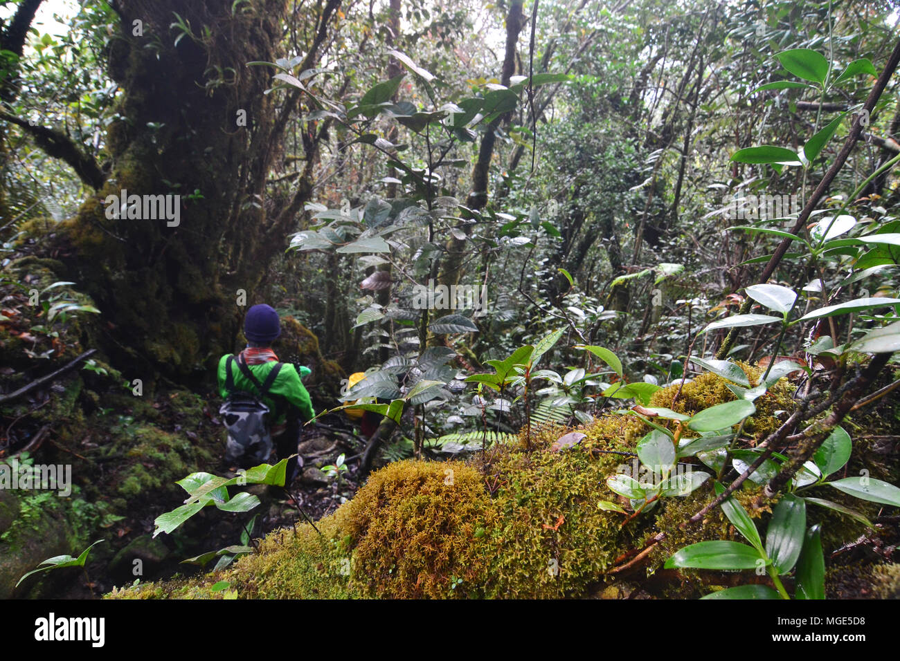 The Meratus Mountains, South Borneo, Indonesia Stock Photo - Alamy