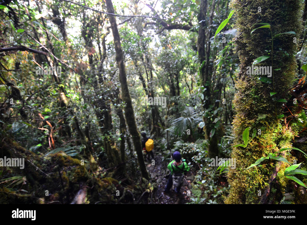 The Meratus Mountains, South Borneo, Indonesia Stock Photo - Alamy