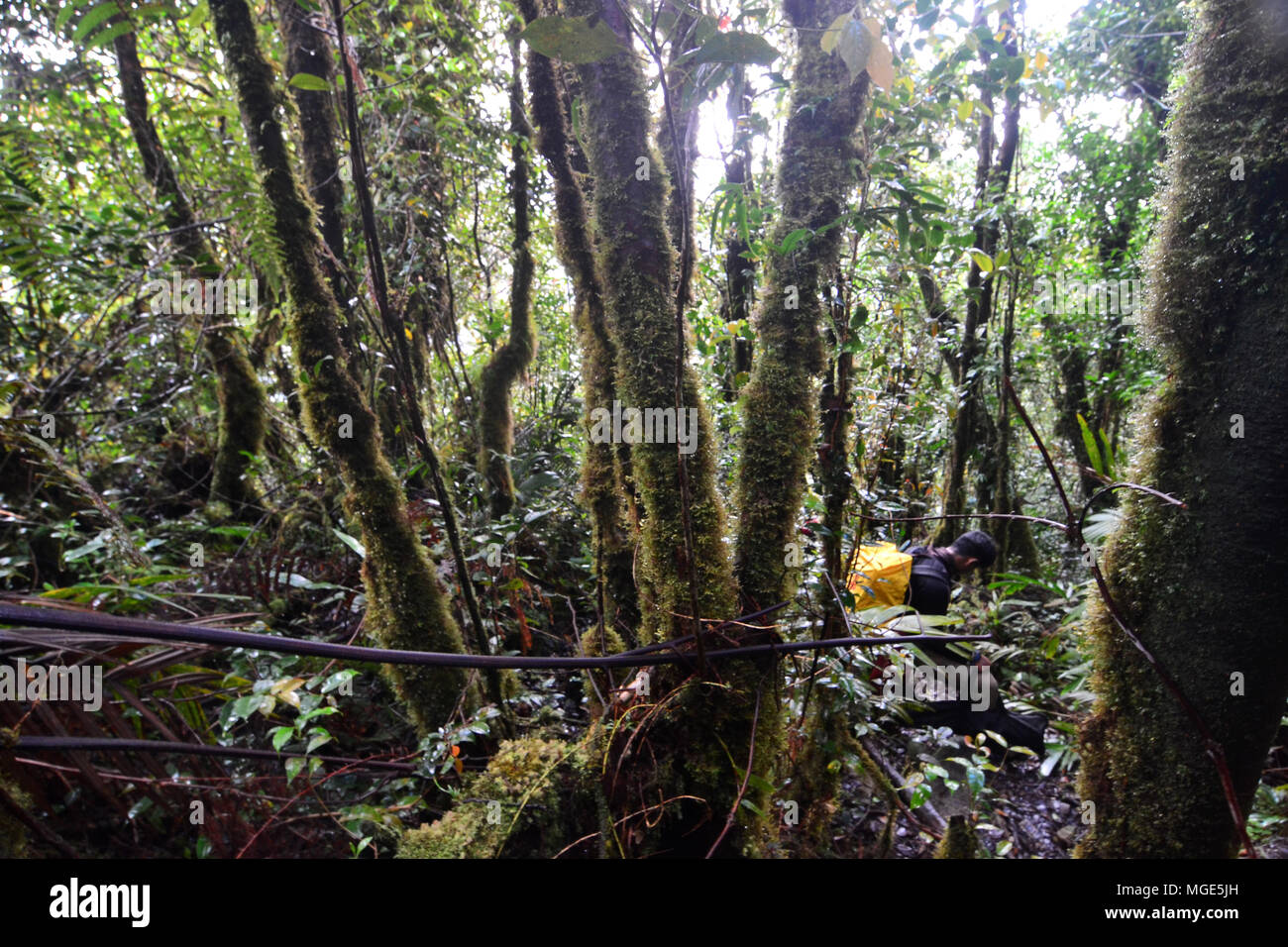 The Meratus Mountains, South Borneo, Indonesia Stock Photo - Alamy